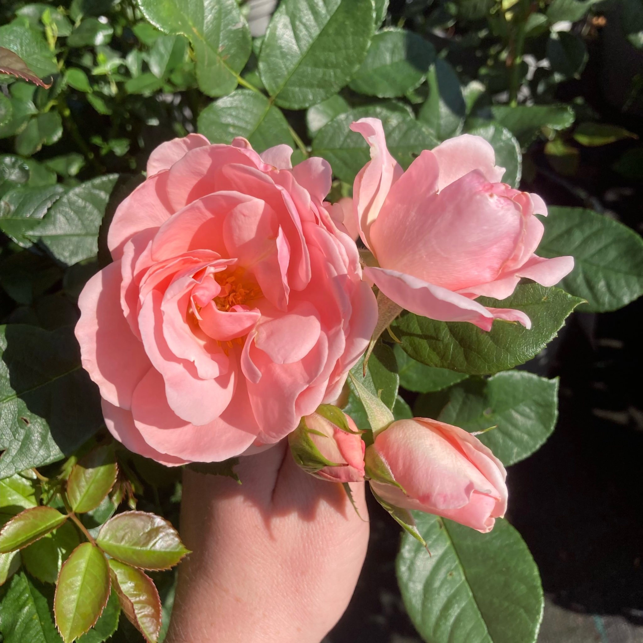 Guide til plantning og pasning af smukke roser - Grønne Hjem